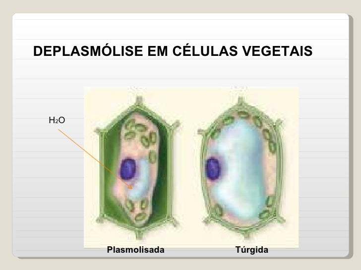 Estudo da membrana plasmática