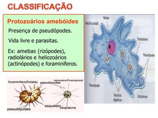 ESTUDO DOS PROTOZOARIOS 1º ANO.pptx
