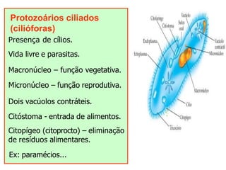 ESTUDO DOS PROTOZOARIOS 1º ANO.pptx