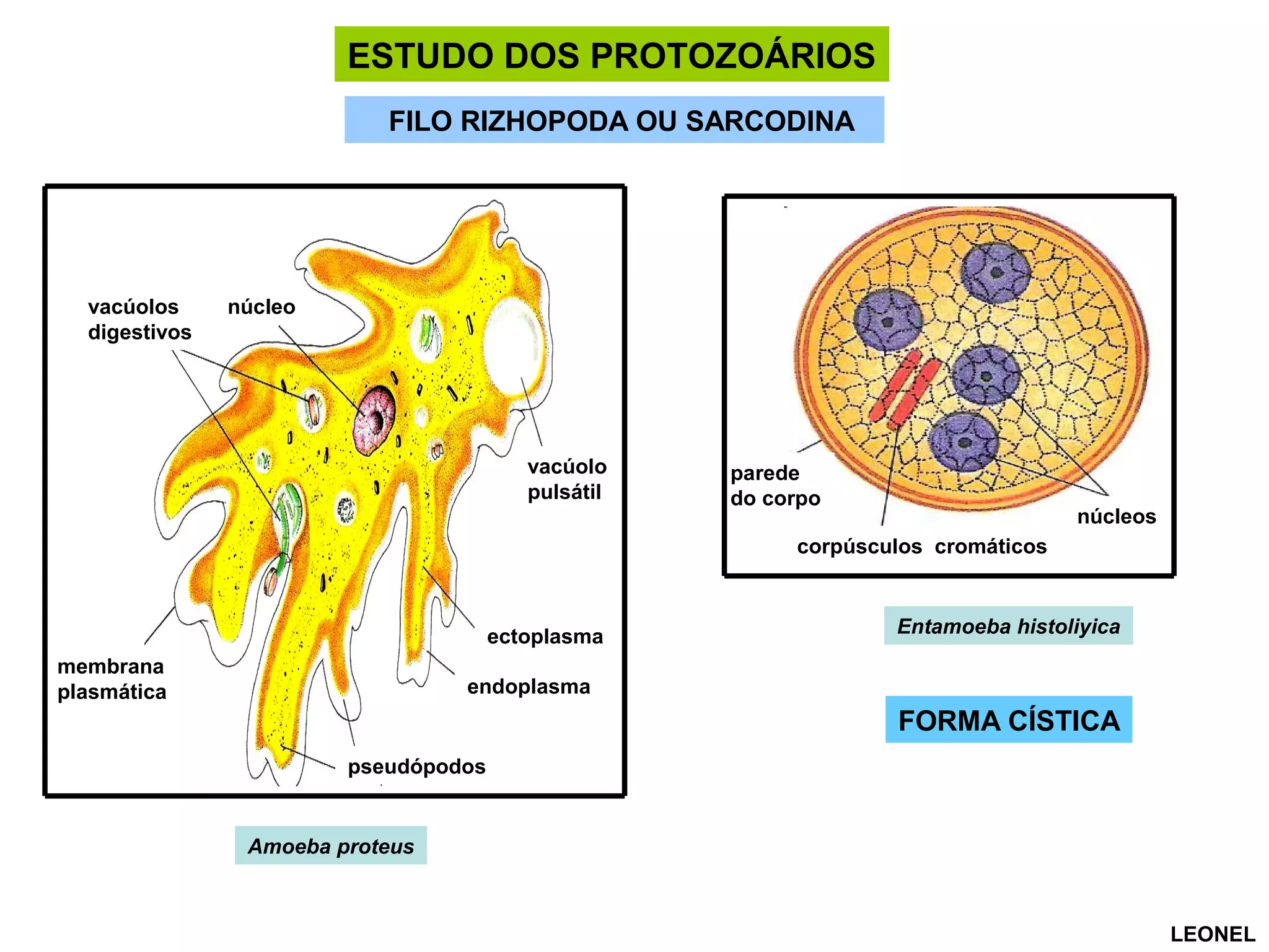 Estudo dos protozoários (versão para aula) | PPT