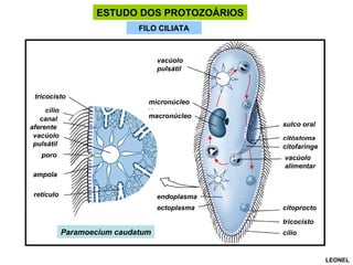 Estudo dos protozoários (versão para aula) | PPT