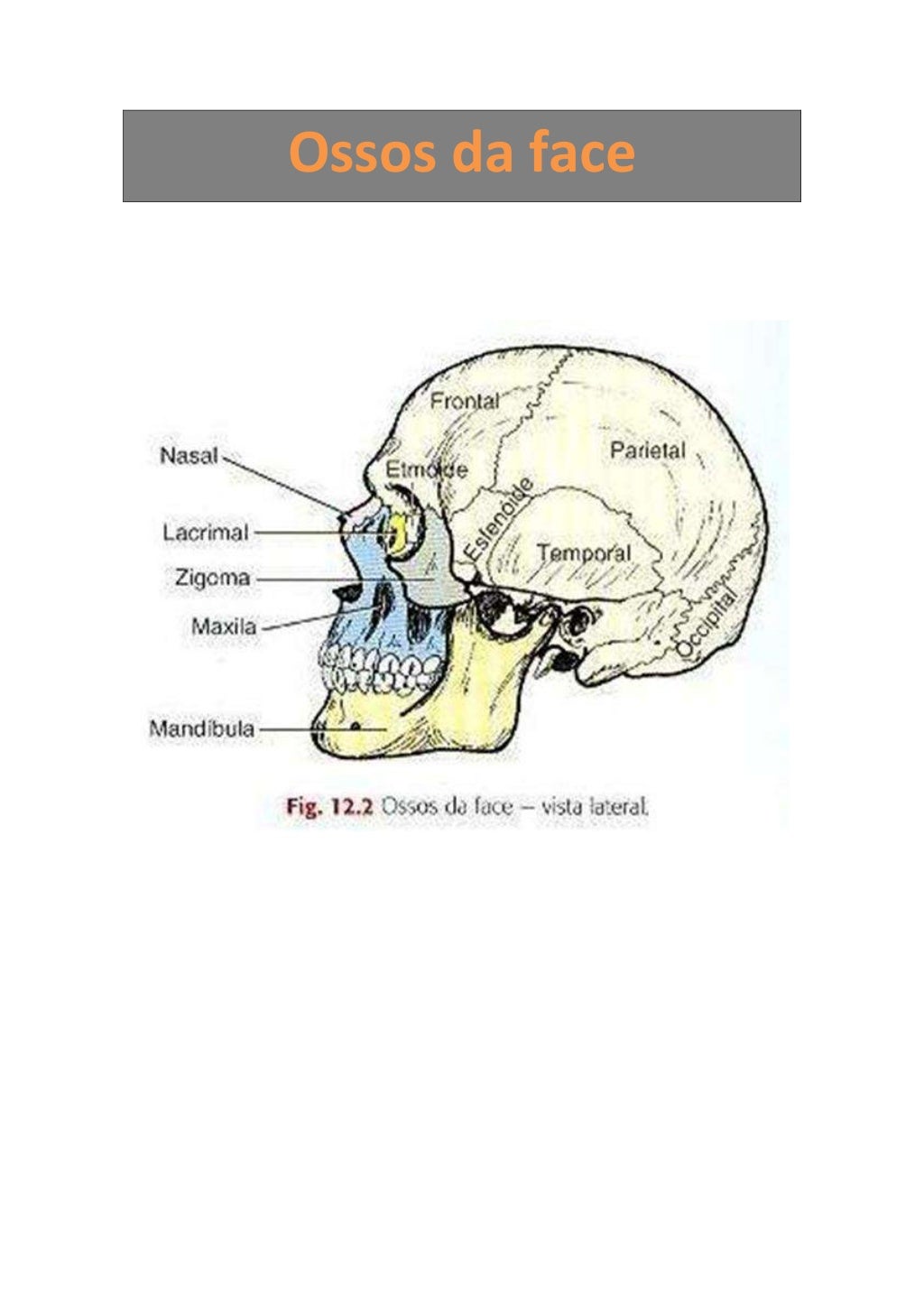 Estudo radiologico dos ossos da face