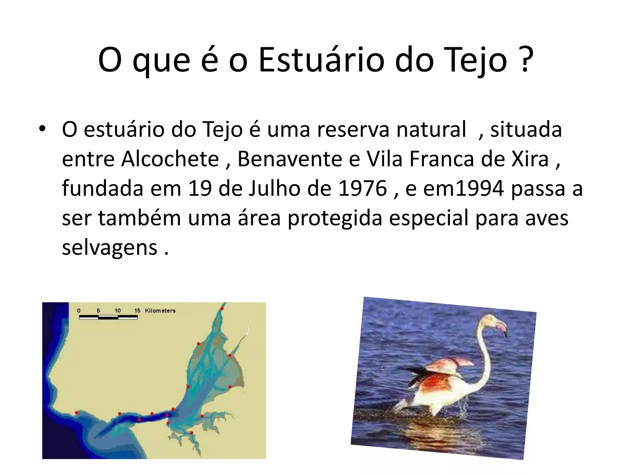 Estuário do tejo | PPT