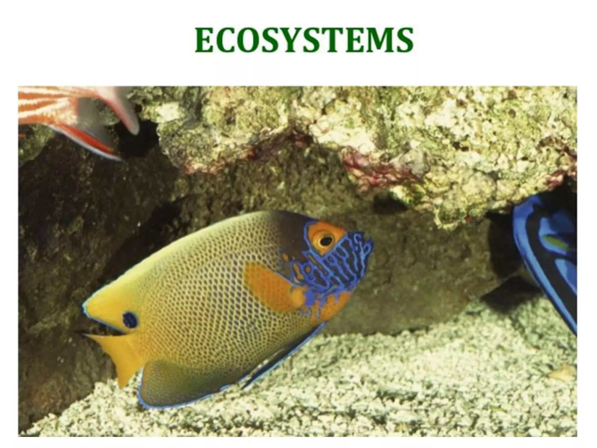 ES unit - 1 ECOSYSTEM PPT.pptx | Geology | Science