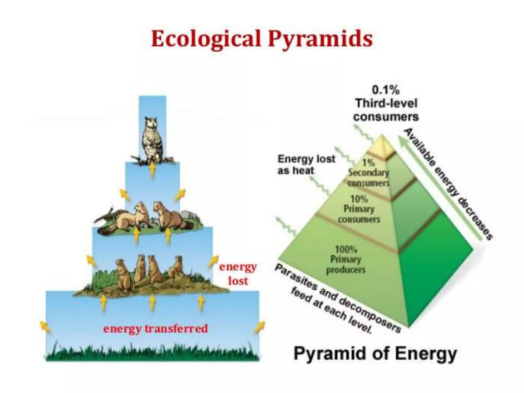 ES unit - 1 ECOSYSTEM PPT.pptx | Geology | Science