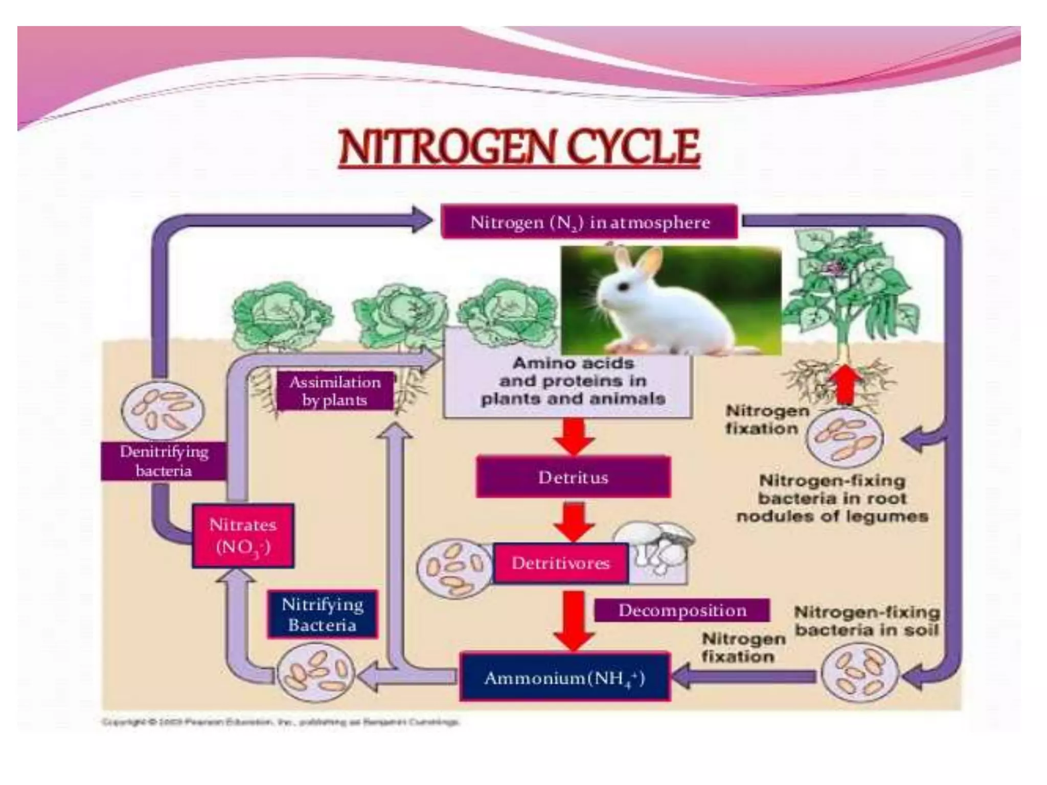 ES unit - 1 ECOSYSTEM PPT.pptx | Geology | Science