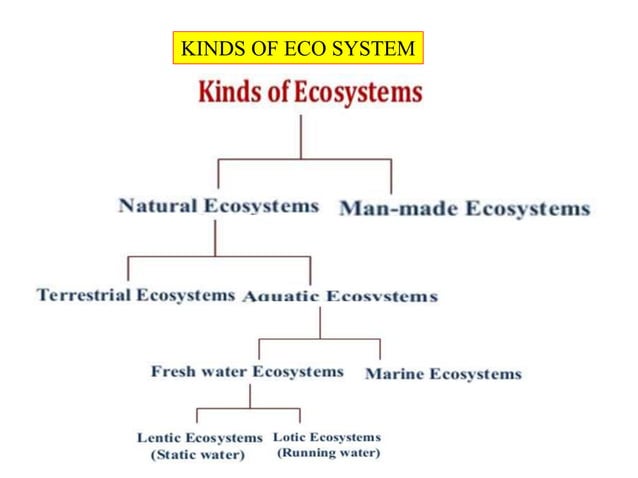 ES unit - 1 ECOSYSTEM PPT.pptx | Geology | Science