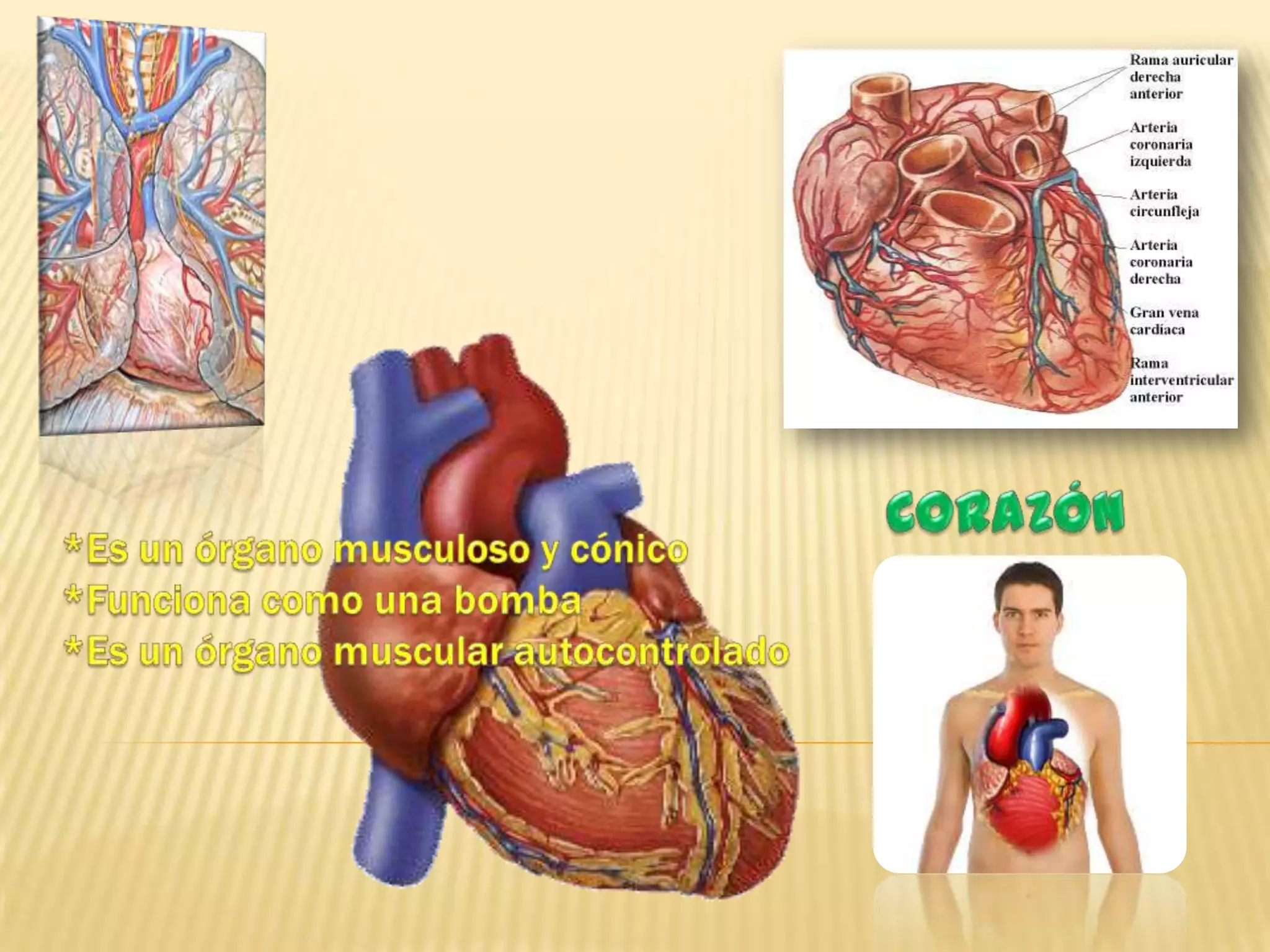 Es un órgano musculoso y cónico | PPT