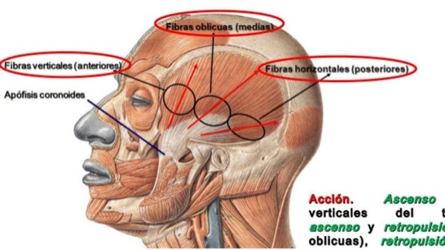 Músculos de la cabeza