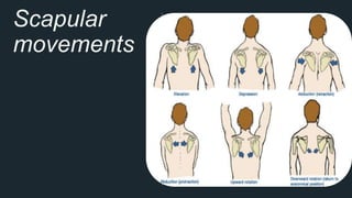 exercise therapy shoulder and scapula free exercise | PPT