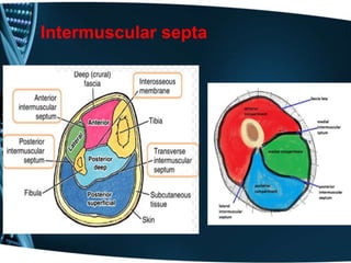 Integumentary system[1] | PPT