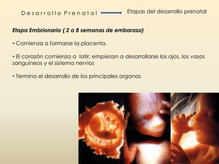 Etapa prenataldllofisico-1226101717453715-8 | PPSX