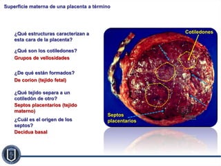 ETAPA_4_PLACENTACION_Desarrollo_de_la_pl (1).ppt