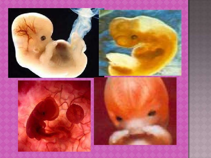 Etapa germinal