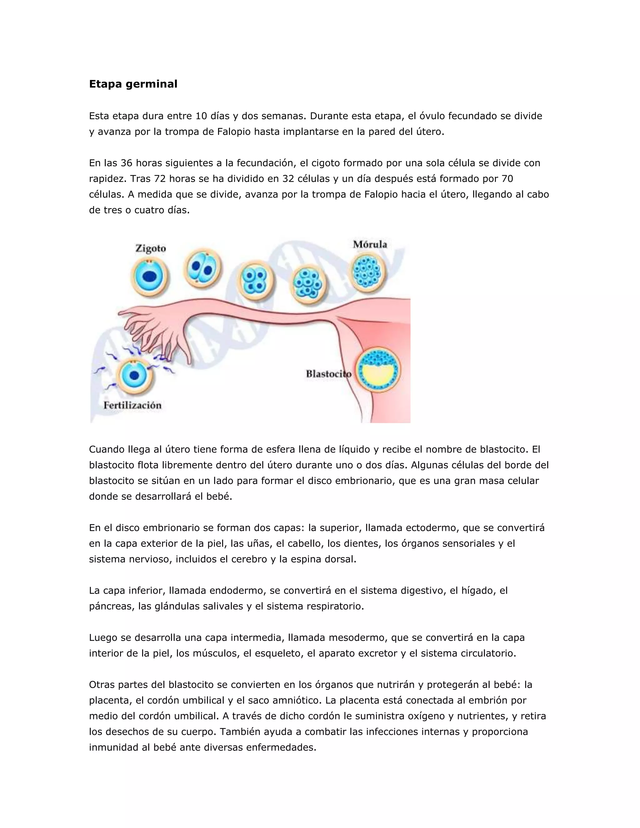 Etapa germinal | DOCX