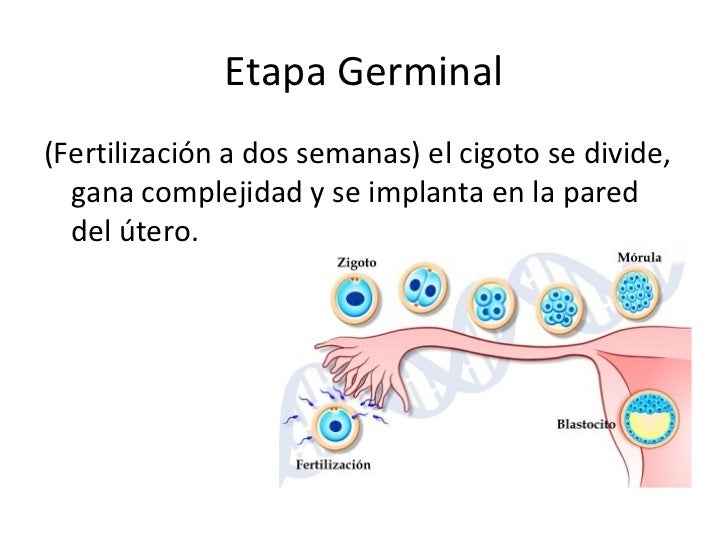 Etapa prenatal