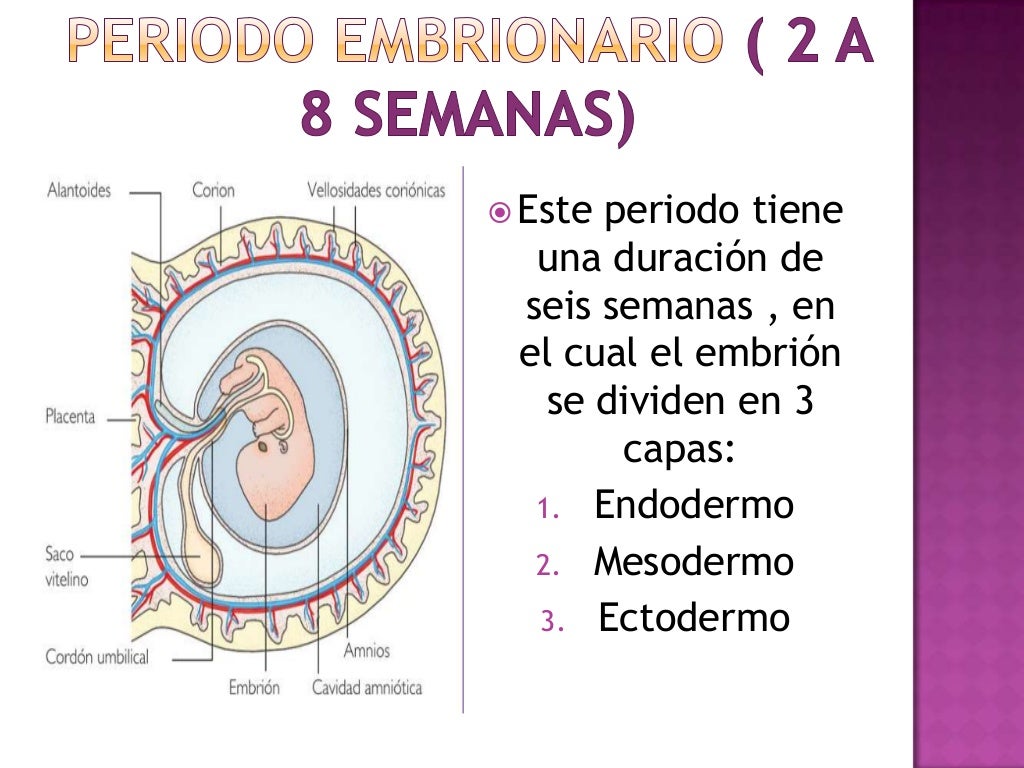 Etapa prenatal