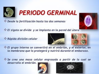 Etapa prenatal | PPTX