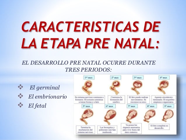 Etapa prenatal