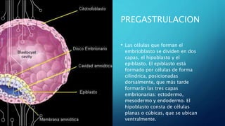 Etapas | PPTX