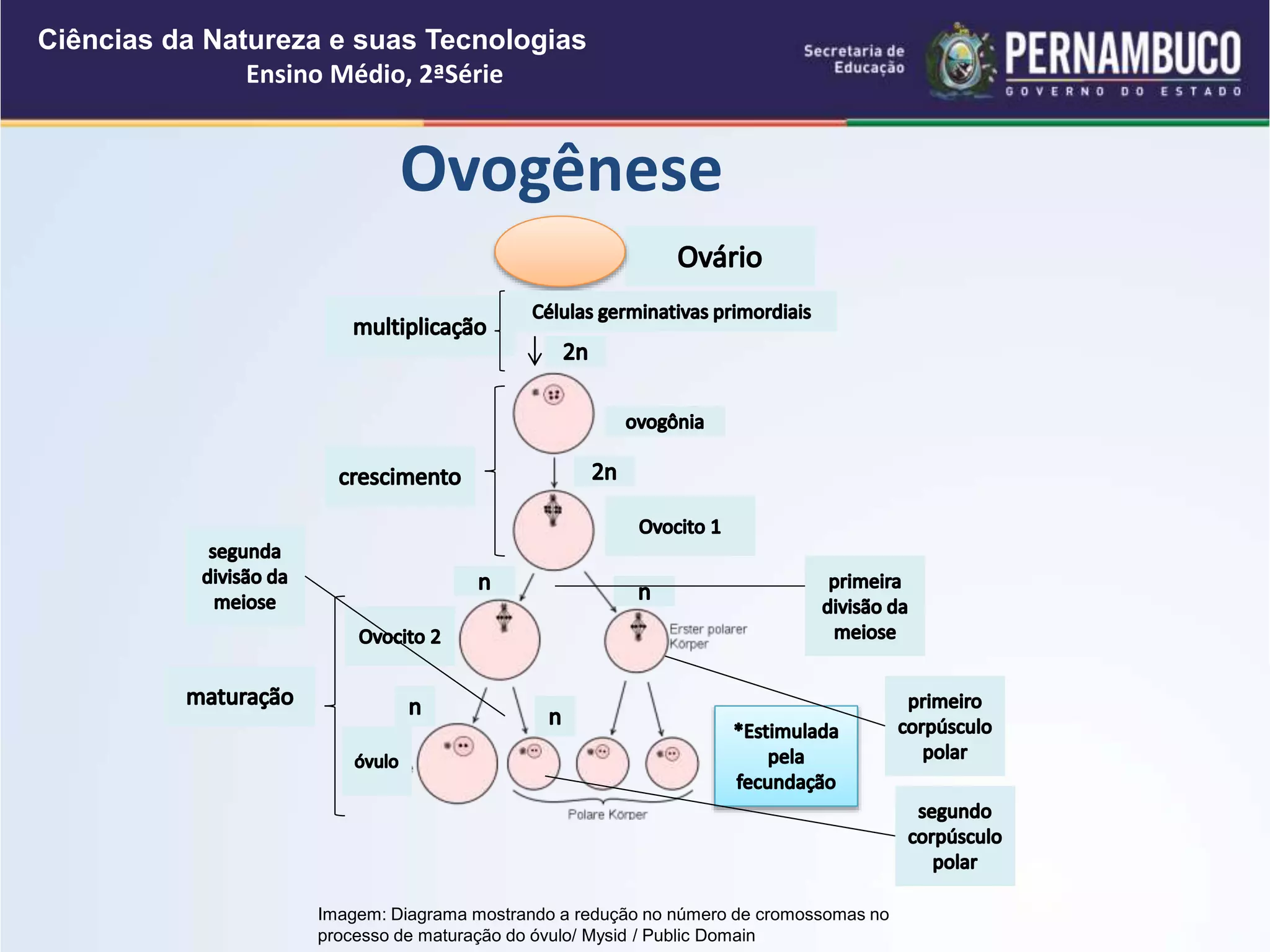 Etapas da fecundação humana.ppt