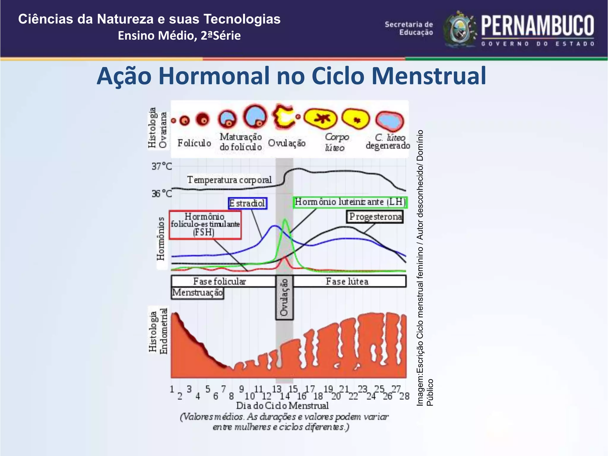 Etapas da fecundação humana.ppt