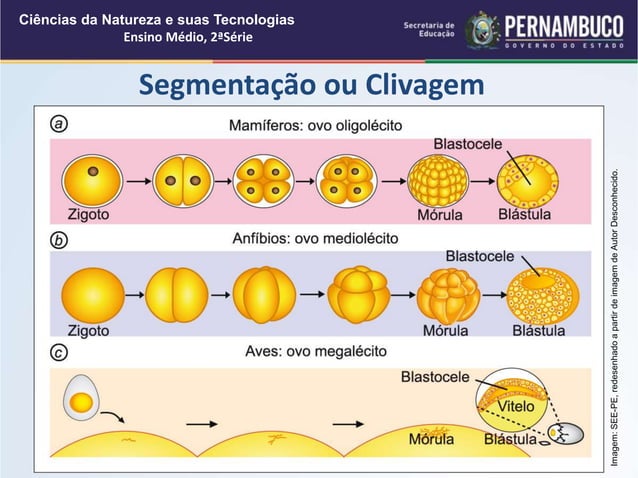 Etapas da fecundação humana.ppt