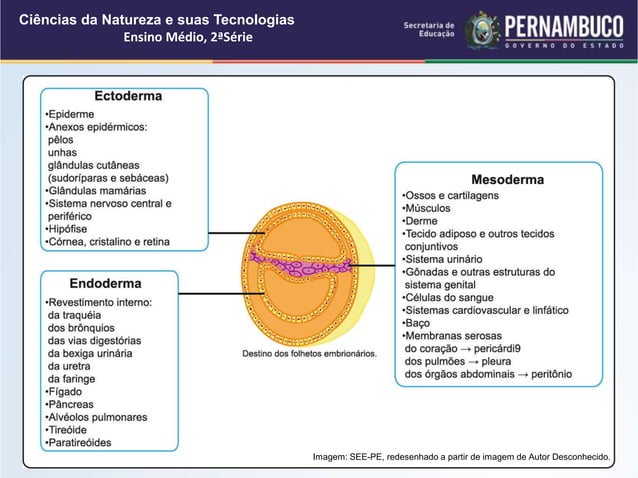 Etapas da fecundação humana.ppt