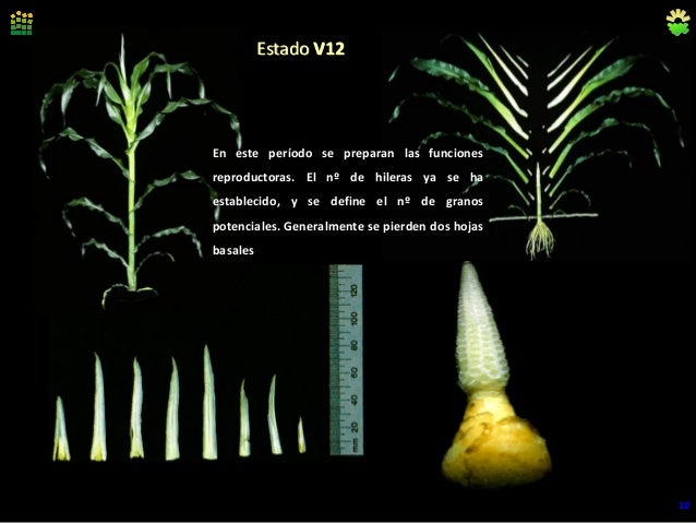 Estado V12En este período se preparan las funcionesreproductoras. El nº ...