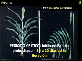 Etapas de desarrollo de cultivo de Sorgo | PDF