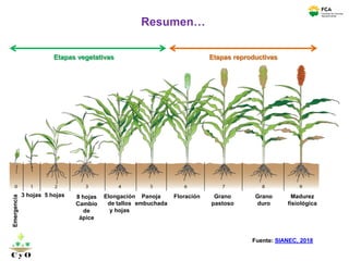 Etapas de desarrollo de sorgo | PDF
