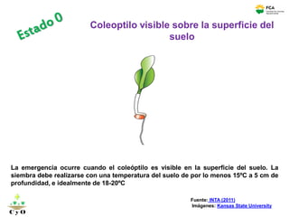 Etapas de desarrollo de sorgo | PDF