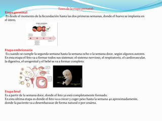 Etapas de desarrollo natal.pptx