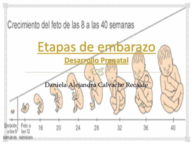 Etapas Del Embarazo