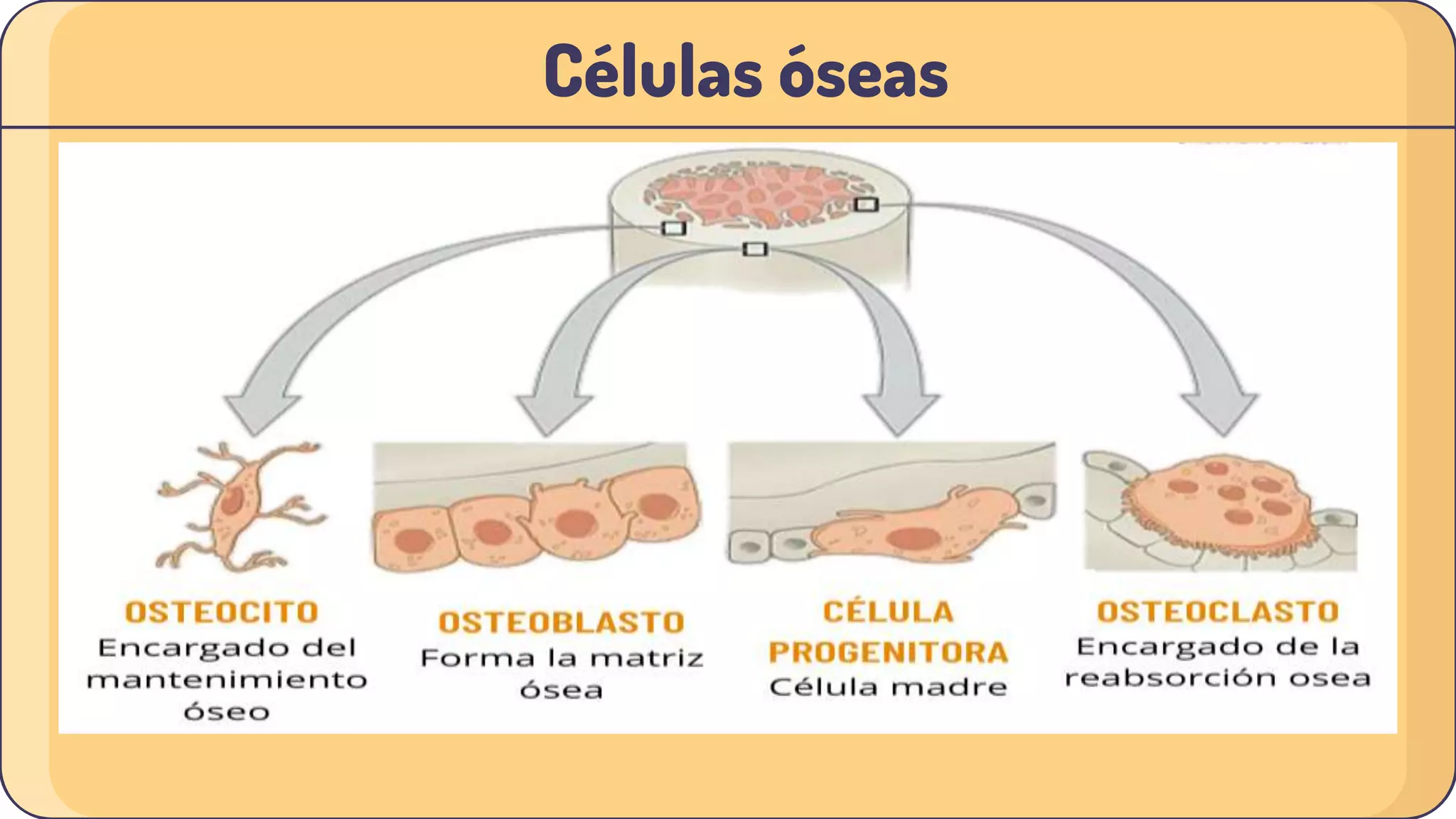 etapas de la consolidación osea | PPTX | Death, Injury, or Military ...