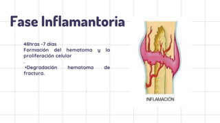 etapas de la consolidación osea | PPTX | Death, Injury, or Military ...