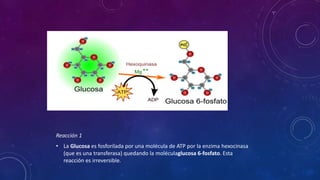 Etapas de la glucolisis | PPTX