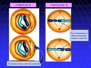 Etapas de la meiosis .ppt