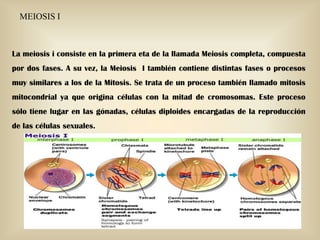 Etapas De La Meiosis 1 Y 2 Masteringbiology