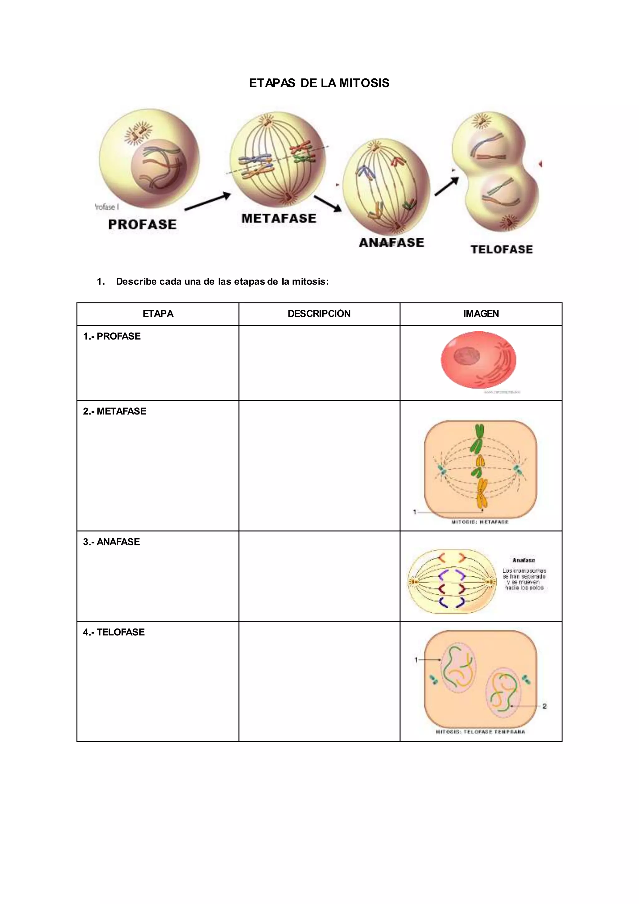 Etapas De La Mitosis Con Descripción