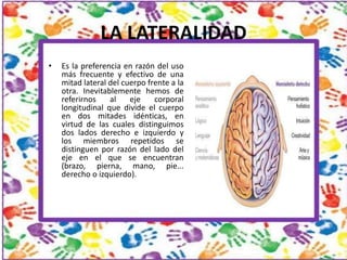 Etapas de lateralidad | PPTX