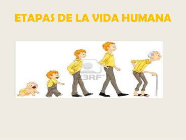 Etapas De La Vida