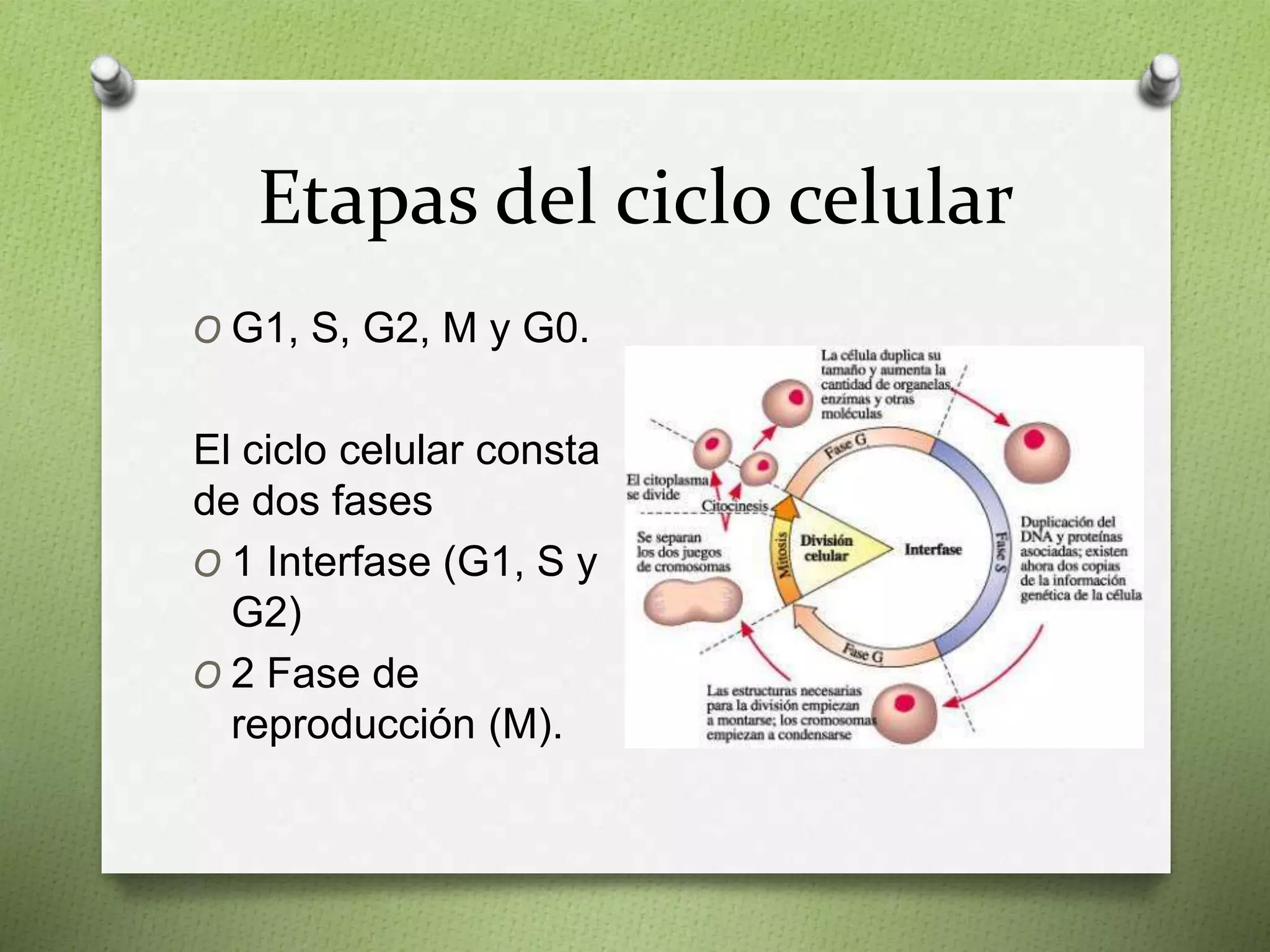 Etapas del ciclo celular | PPTX