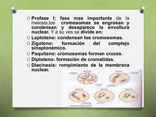 Etapas del ciclo celular | PPTX