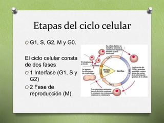 Etapas del ciclo celular | PPTX