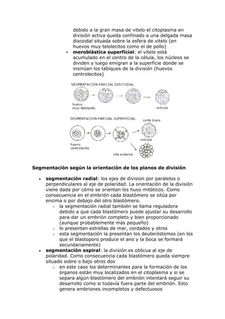 Etapas del desarrollo embrionario | DOCX