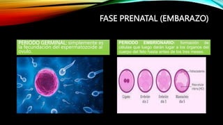Etapas del desarrollo humano .pptx