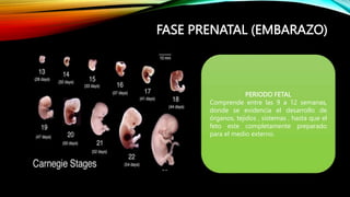 Etapas del desarrollo humano .pptx