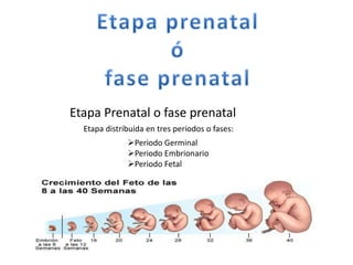 Etapas del desarrollo humano share | PPTX