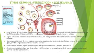 Etapas del desarrollo prenatal | PPTX
